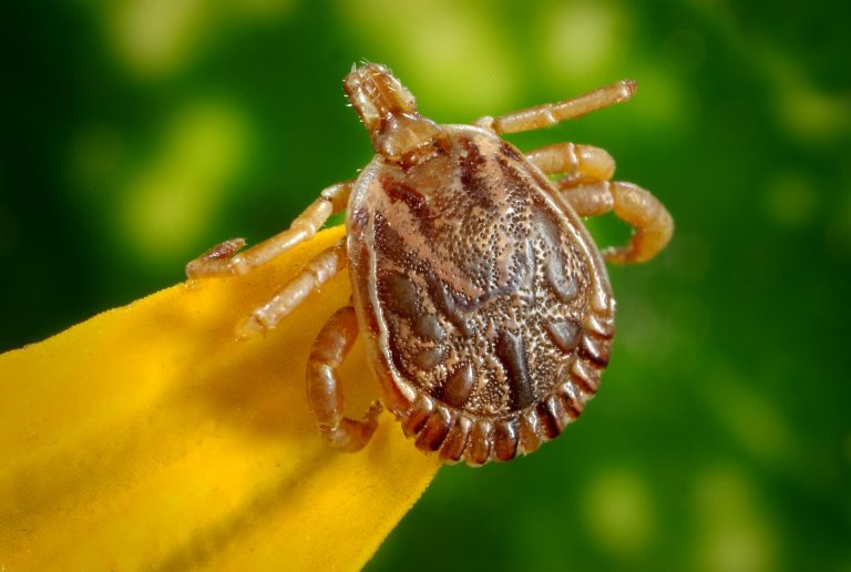 10 Tips to Protect Yourself From Ticks While Camping