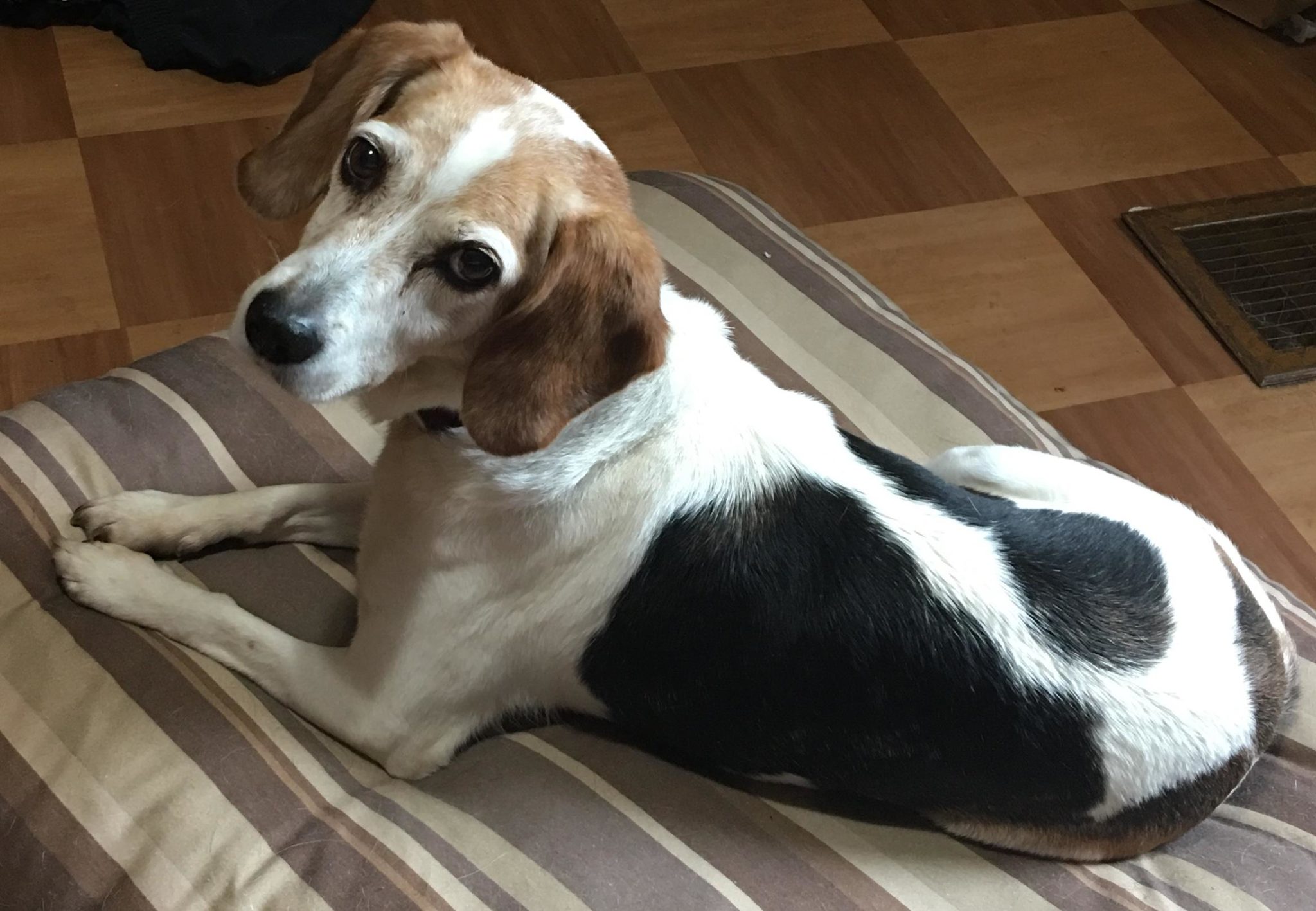 Chico Dogs - Scent Detection Services - Pronto Pest